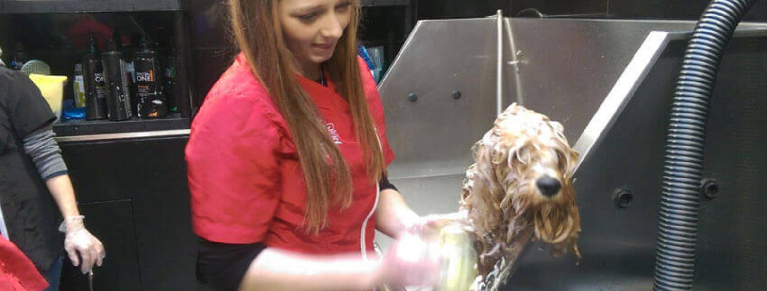 iPET Network Level 3 Diploma in Dog Grooming and Salon - Groomarts ... iPET Network Level 3 Diploma in Dog Grooming and Salon - Groomarts ...